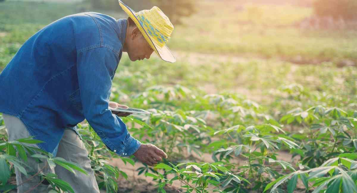 What Is Cassava Good For? Amazing Cassava Benefits In 2022