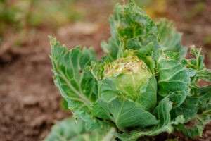 Spotting Spoilage Signs: How to Tell if Cabbage is Bad