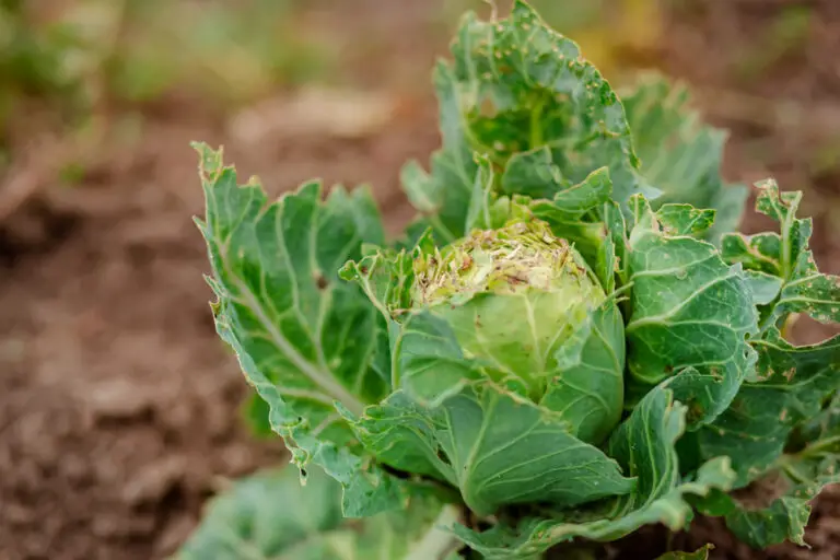 Spotting Spoilage Signs: How to Tell if Cabbage is Bad